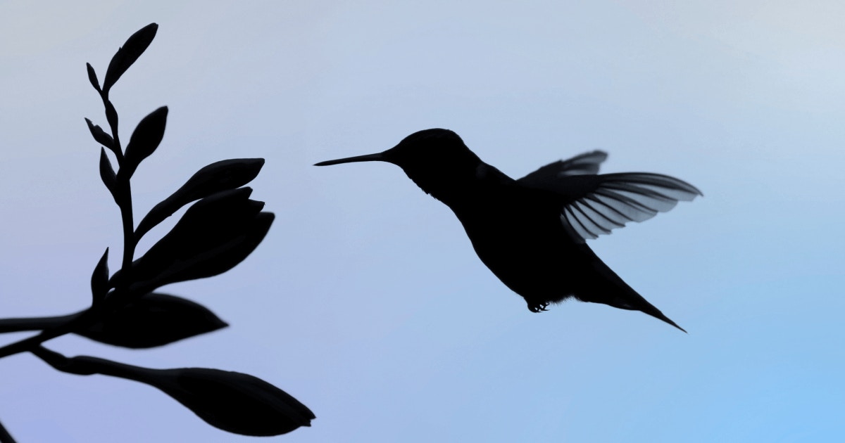 What is a trade promotion management system (TPMS)? | HCLTech